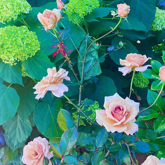 壁/天井/クリムソングローリー/クリムゾングローリー/ジュリア/オリヅルラン...などのインテリア実例 - 2024-06-21 14:29:31 ｜ RoomClip（ルームクリップ）