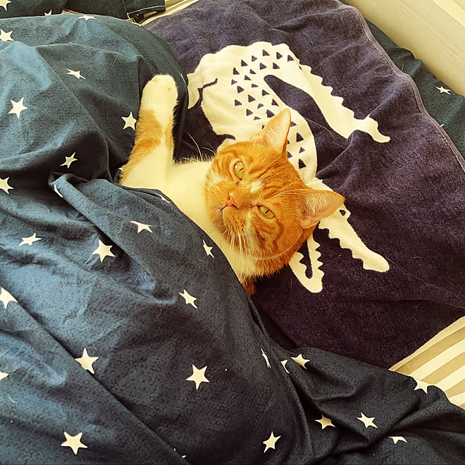 コストコ/ニトリ/ベッド周りのインテリア実例 - 2022-10-28 10:58:19 ｜ RoomClip（ルームクリップ）