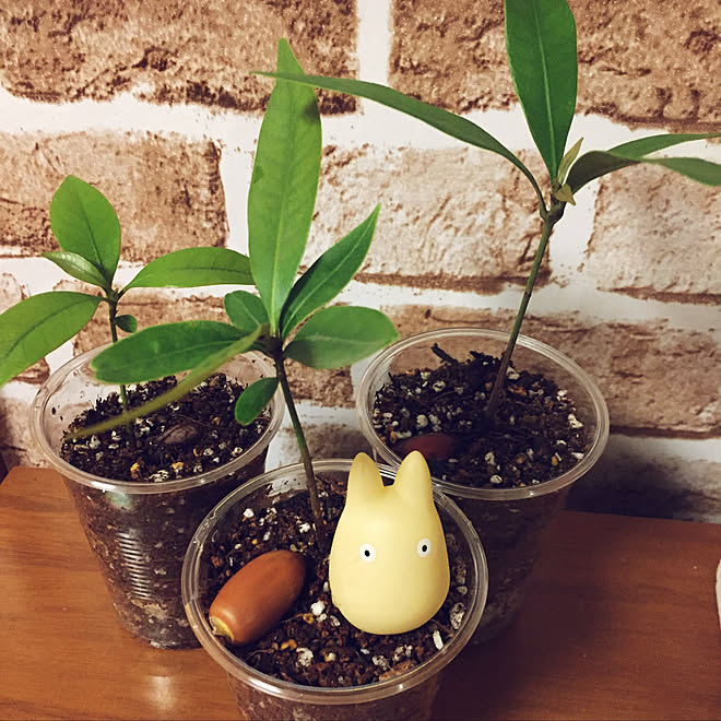 トトロ/植物/可愛い/暇人/ナチュラル...などのインテリア実例 - 2022-09-06 23:47:13 ｜ RoomClip（ルームクリップ）