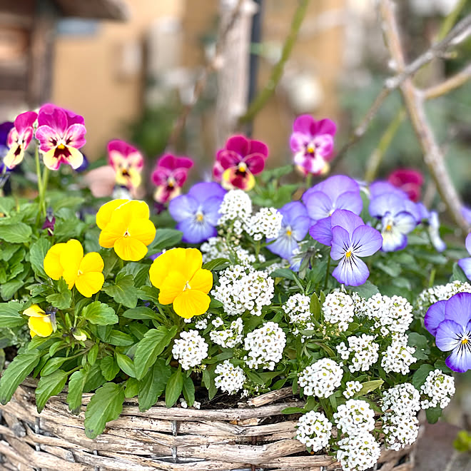 ベッド周り/ビオラの挿し芽/ビオラのハンギング/ビオラの寄せ植え/カフェ風...などのインテリア実例 - 2023-11-23 18:31: ...