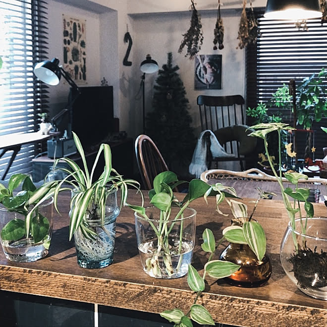 キッチンタイル/キッチンカウンター/水挿しグリーン/挿し木/水挿し...などのインテリア実例 - 2020-11-17 10:27:47 ｜ RoomClip（ルームクリップ）