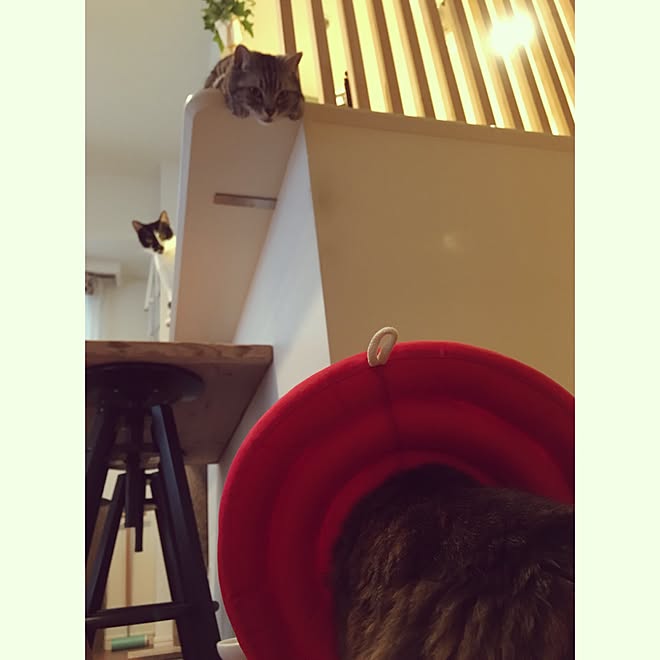 猫のいる日常/猫との生活/猫/ねこ/キッチンカウンター...などのインテリア実例 - 2016-05-01 17:59:03 ...