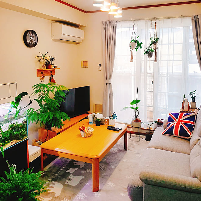 観葉植物のある暮らし/賃貸でも楽しく♪/賃貸アパート/2LDK/観葉植物...などのインテリア実例 - 2022-08-30 11:03:31 ｜ RoomClip（ルームクリップ）