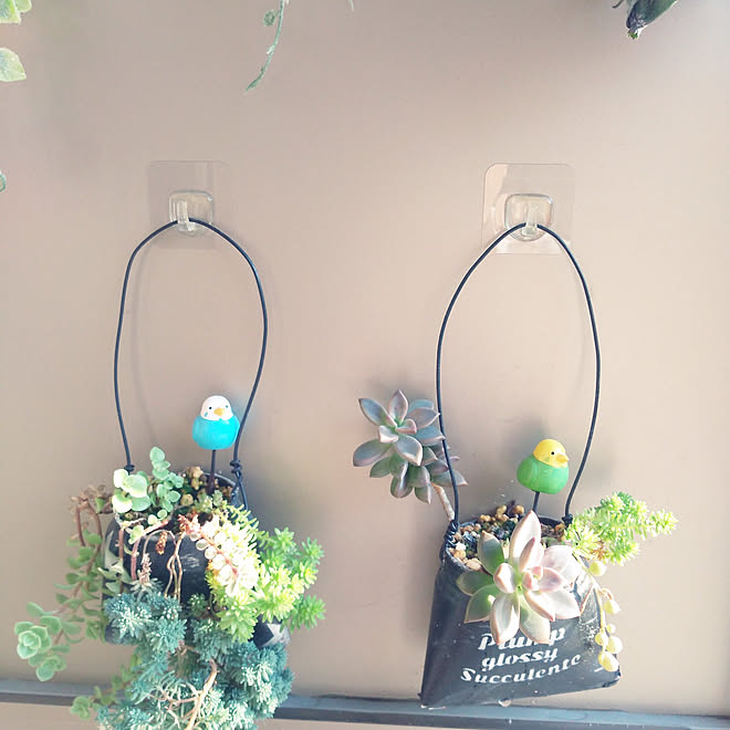 シングルマザー/多肉植物/子供のいる暮らし/2LDK/賃貸ハイツ...などのインテリア実例 - 2022-09-14 19:30:04 ｜ RoomClip（ルームクリップ）