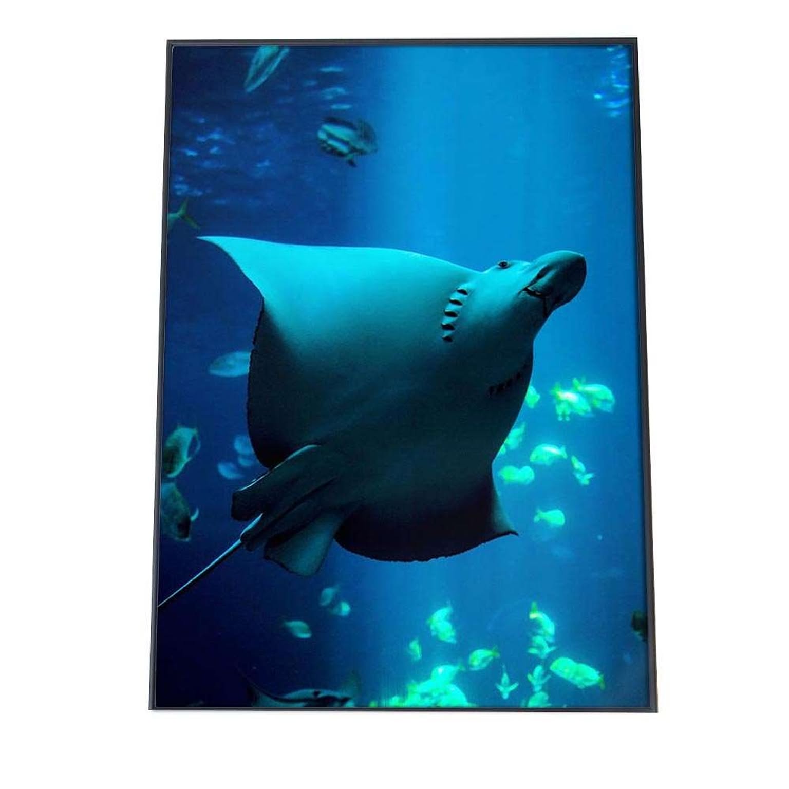 EFPI エイ えい マンタ ポスター 海の生き物 オーシャン 【用紙×サイズ×デザイン】【an-poster-761】 - 通販 | 家具と ...