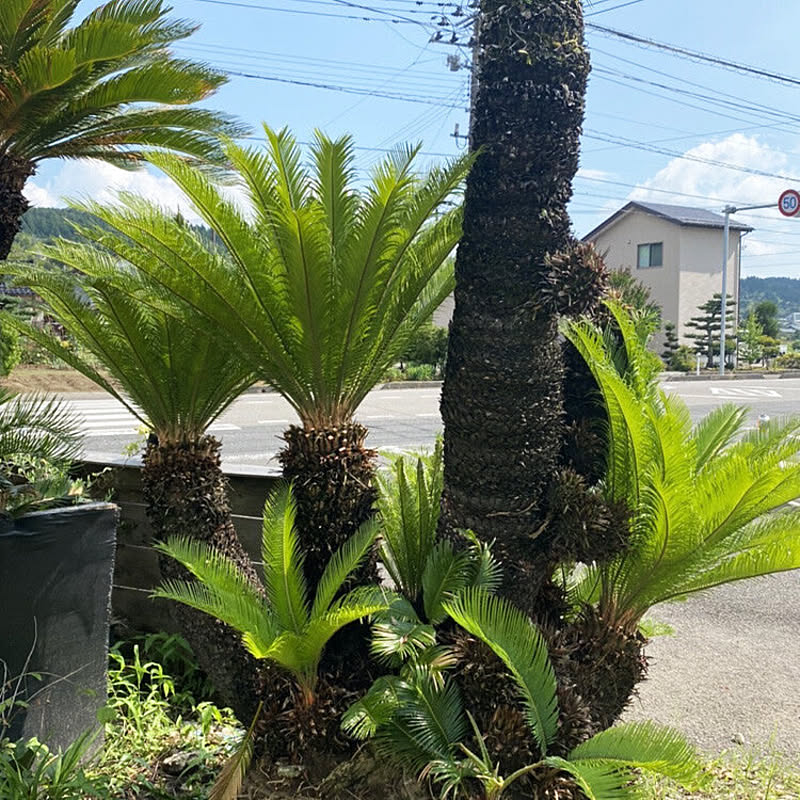 現品お届け ソテツ No.1 本州のみ配送可能 植栽は別途 蘇鉄 現品お届け ソテツ No.1 本州のみ配送可能 植栽は別途 蘇鉄